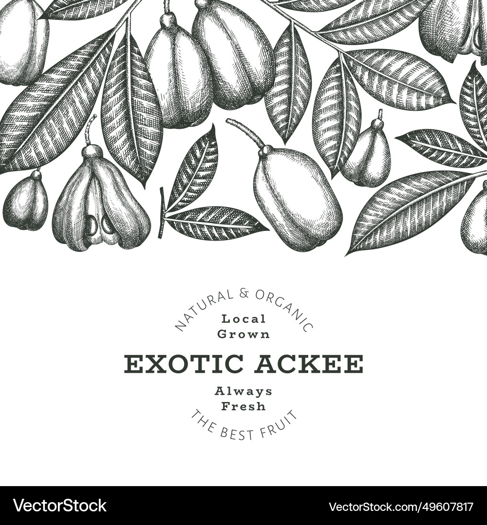 Hand drawn sketch style ackee banner organic Vector Image