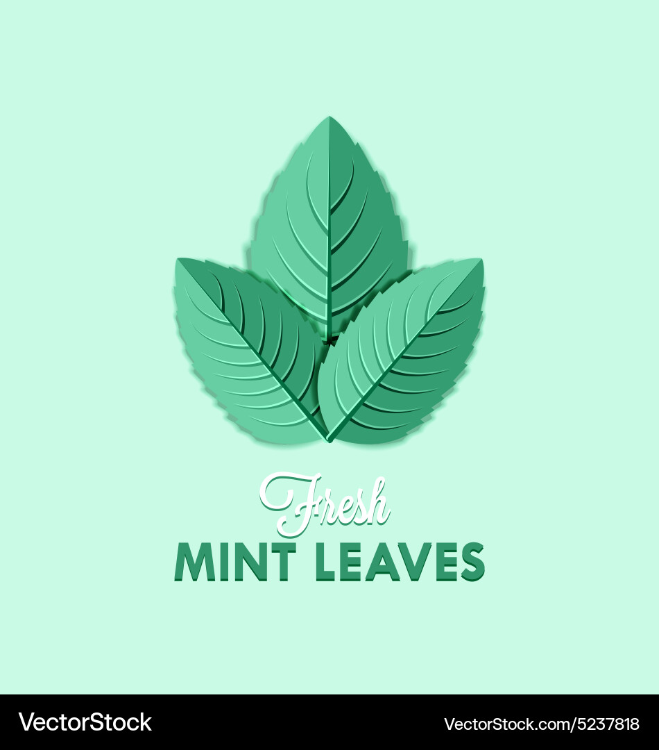 Mint leaves Royalty Free Vector Image - VectorStock