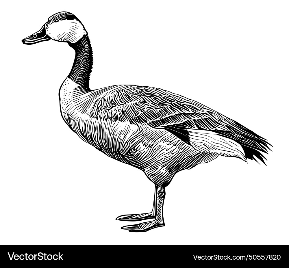 Engraving goose Royalty Free Vector Image - VectorStock