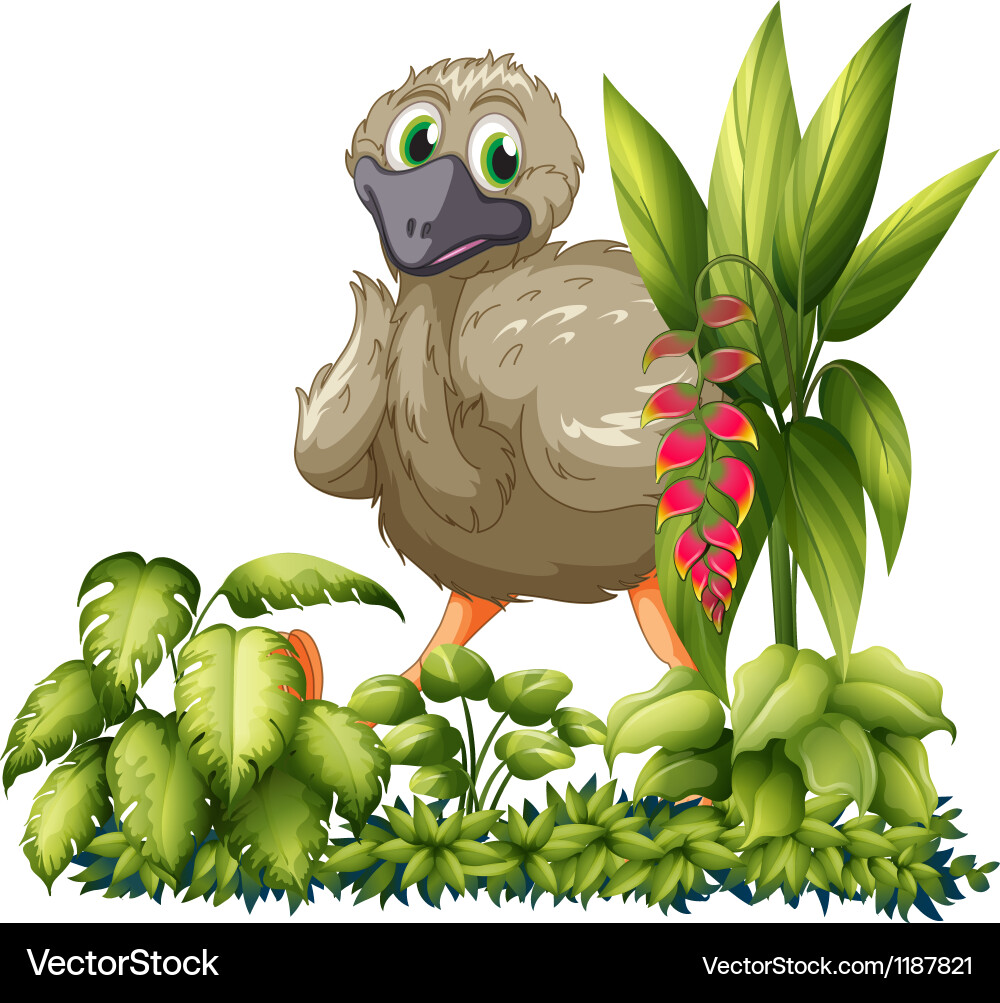 Cartoon emu Royalty Free Vector Image - VectorStock