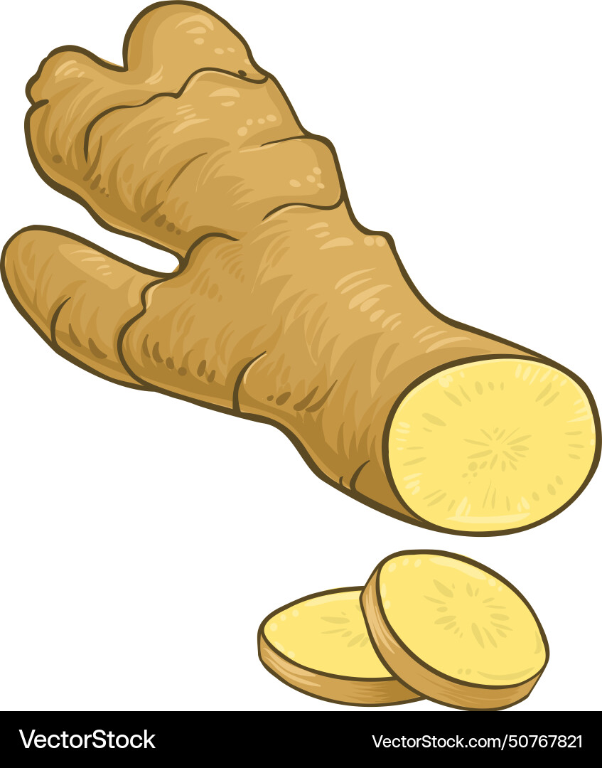 Ginger root colored detailed Royalty Free Vector Image