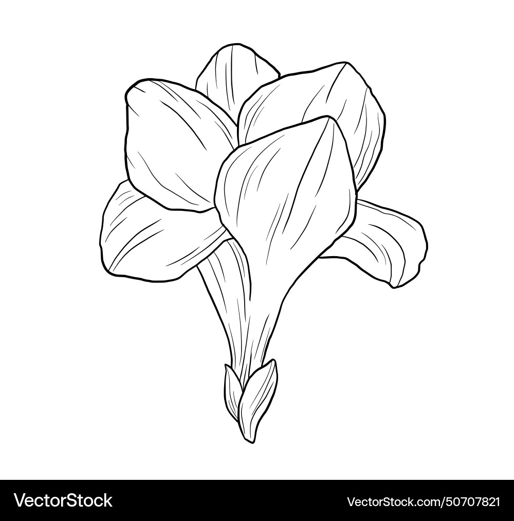 Hand drawn etching freesia flower bud in sketch Vector Image