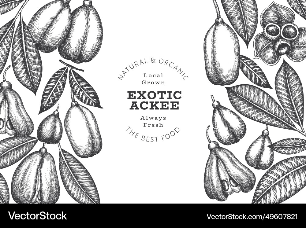 Hand drawn sketch style ackee banner organic Vector Image