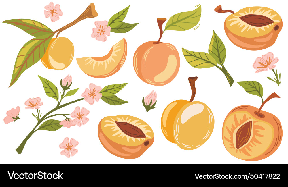 1573 peach Royalty Free Vector Image - VectorStock