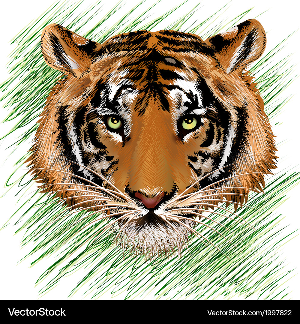 Tiger sketch Royalty Free Vector Image - VectorStock