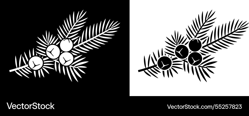 Juniper berries Royalty Free Vector Image - VectorStock