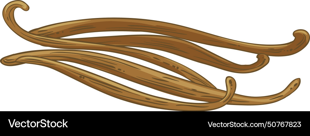 Vanilla sticks colored detailed Royalty Free Vector Image