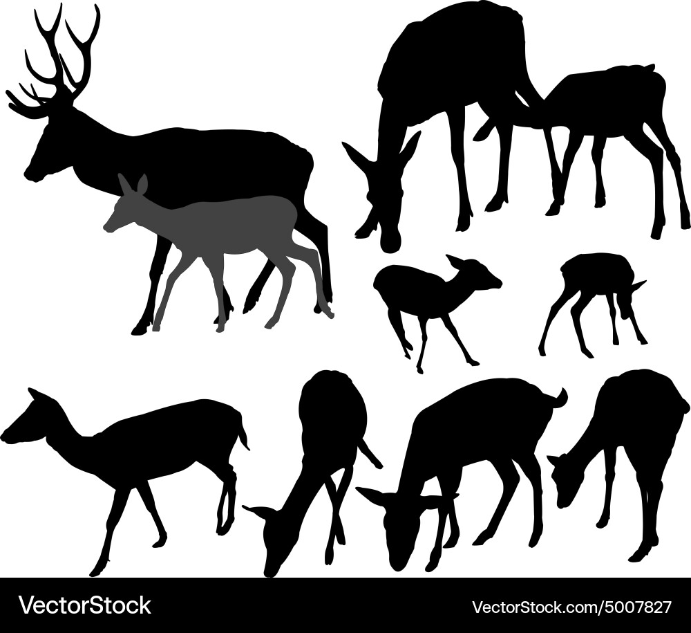 Doe and fawn Royalty Free Vector Image - VectorStock