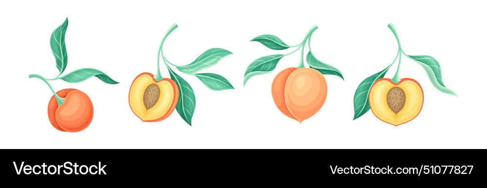 Peach fruit branch with stem and green leaf Vector Image
