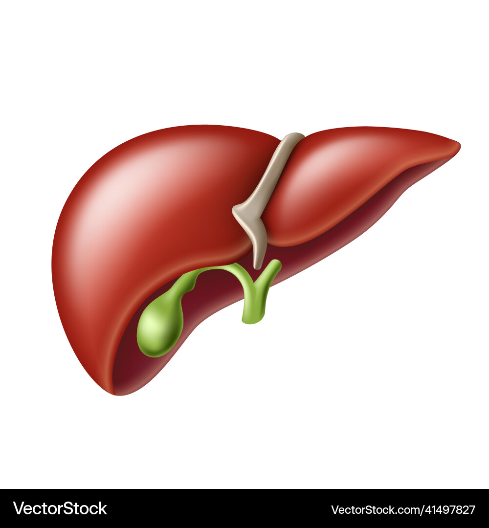Realistische Leber-Anatomie-Struktur Lebersystem Vektorbild
