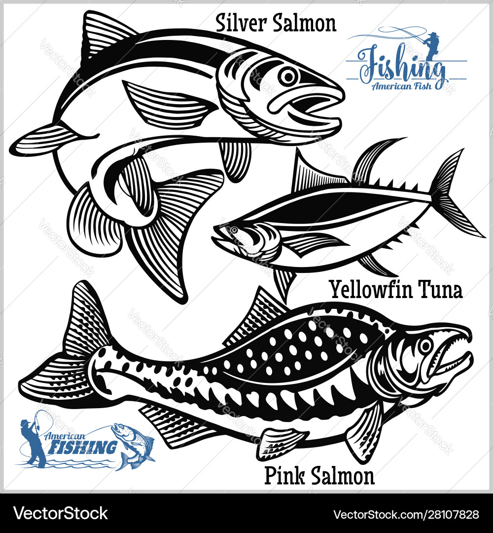 Pink salmon silver and yellowfin tuna Royalty Free Vector