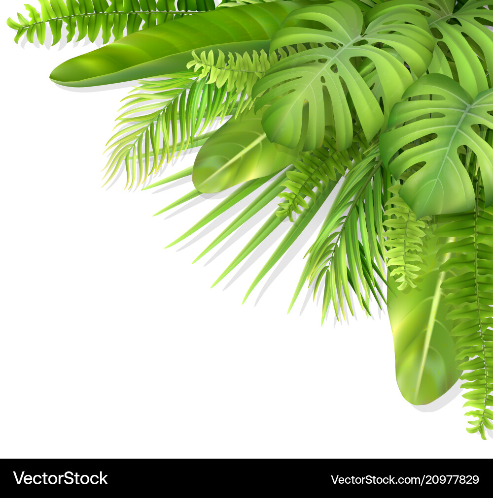 Tropical leaves in a corner Royalty Free Vector Image