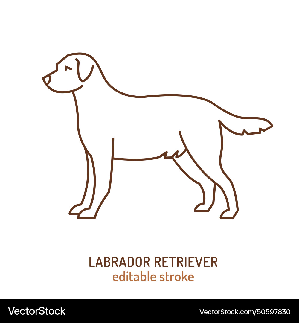 Labrador retriever silhouette outline contour Vector Image