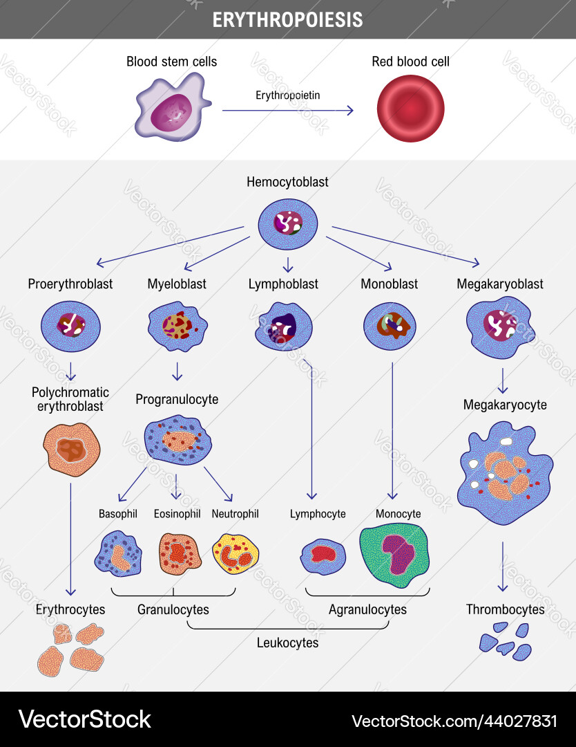 Erythropoiesis the development of red blood cell Vector Image
