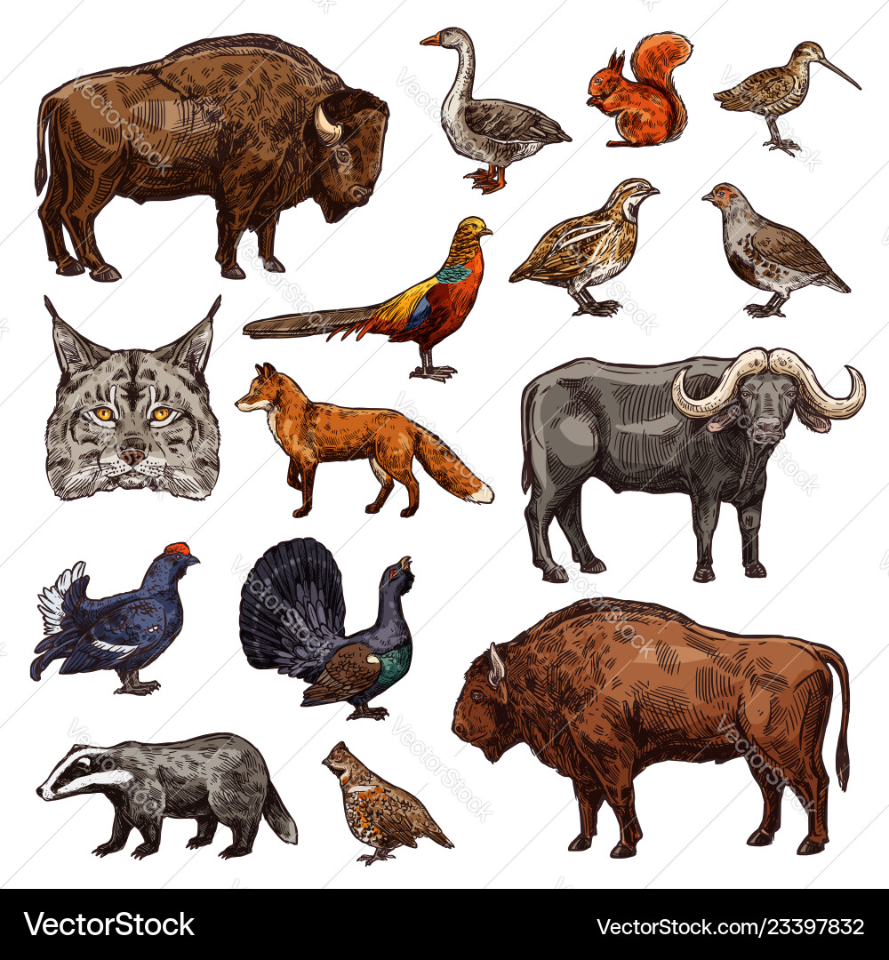 Hunting Animals & Birds Sketches Royalty Free Vector
