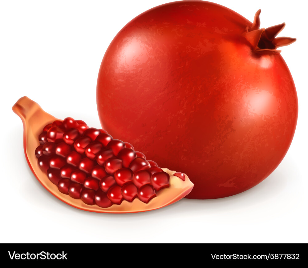 Pomegranate Royalty Free Vector Image - VectorStock
