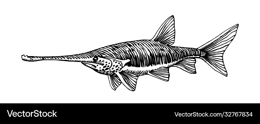 Freshwater paddlefish rare commercial fish Vector Image