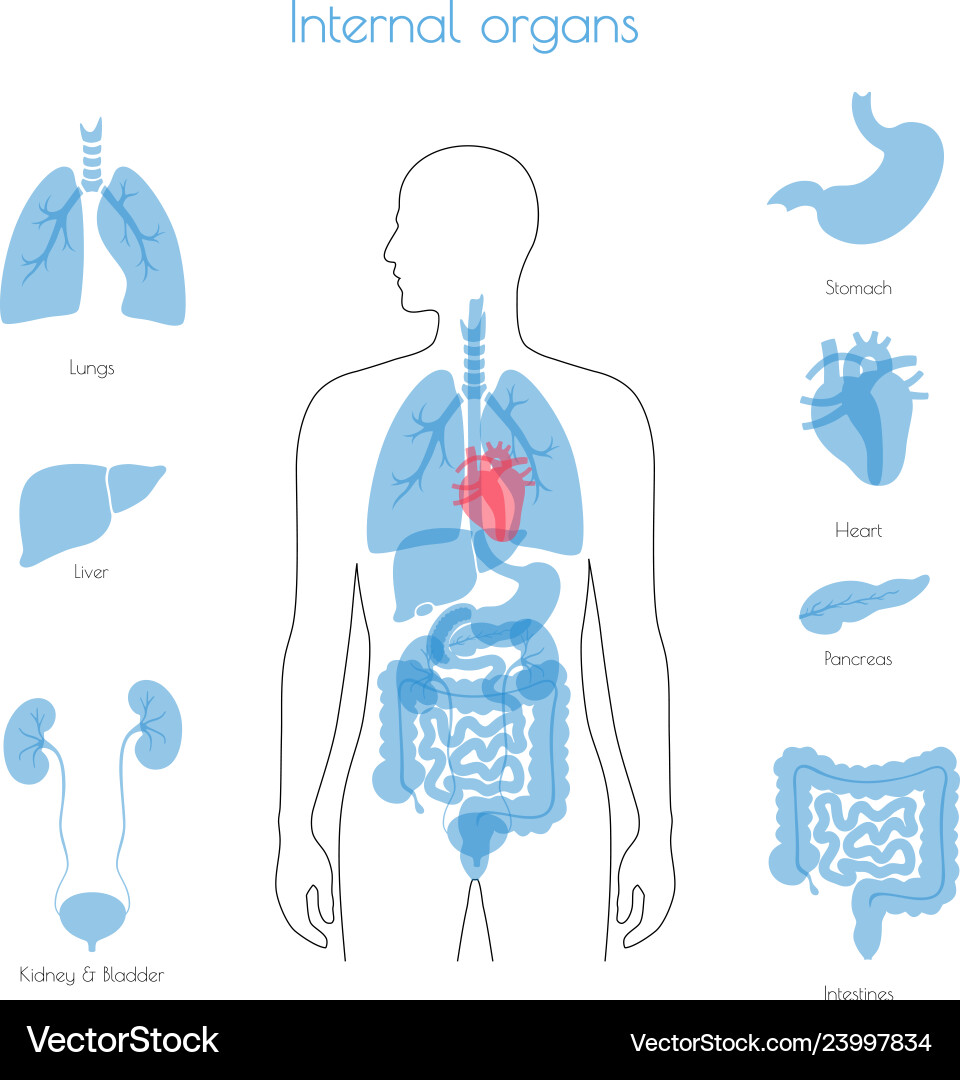 Human internal organs Royalty Free Vector Image
