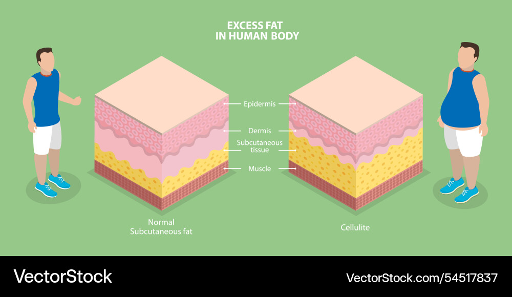 3d isometric flat of human Royalty Free Vector Image