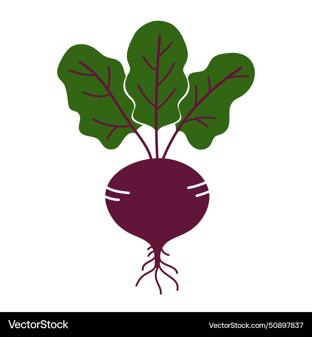 Beet flat icon isolated on white Royalty Free Vector Image