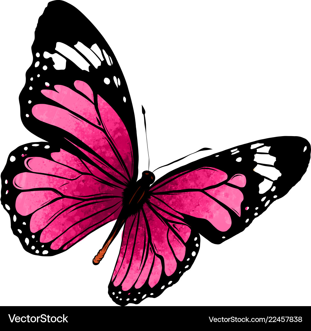 A beautiful colorful butterfly Royalty Free Vector Image