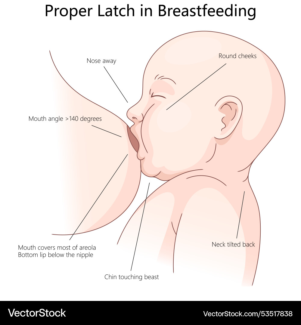 Proper breastfeeding latch diagram medical science