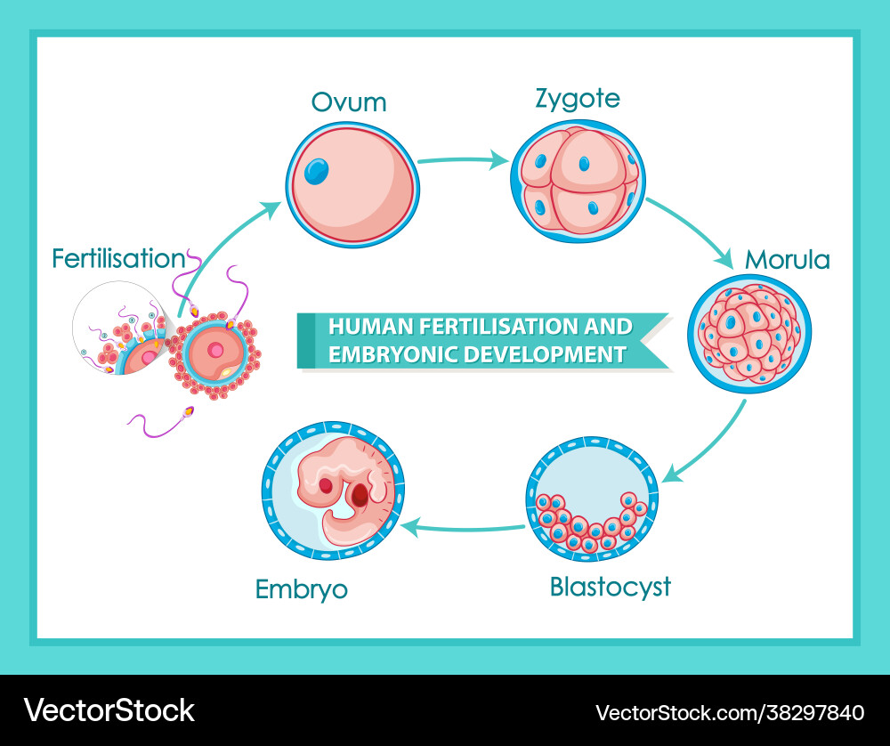 Human Fertilization: Early Embryonic Development – Royalty-Free Vector ...