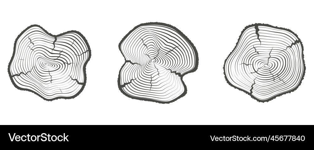 Tree rings wooden logs circle annual stump Vector Image