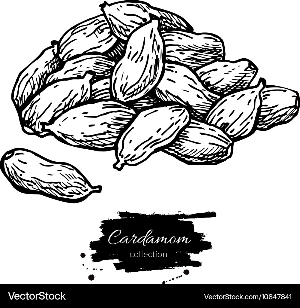 Cardamom seed heap hand drawn Royalty Free Vector Image