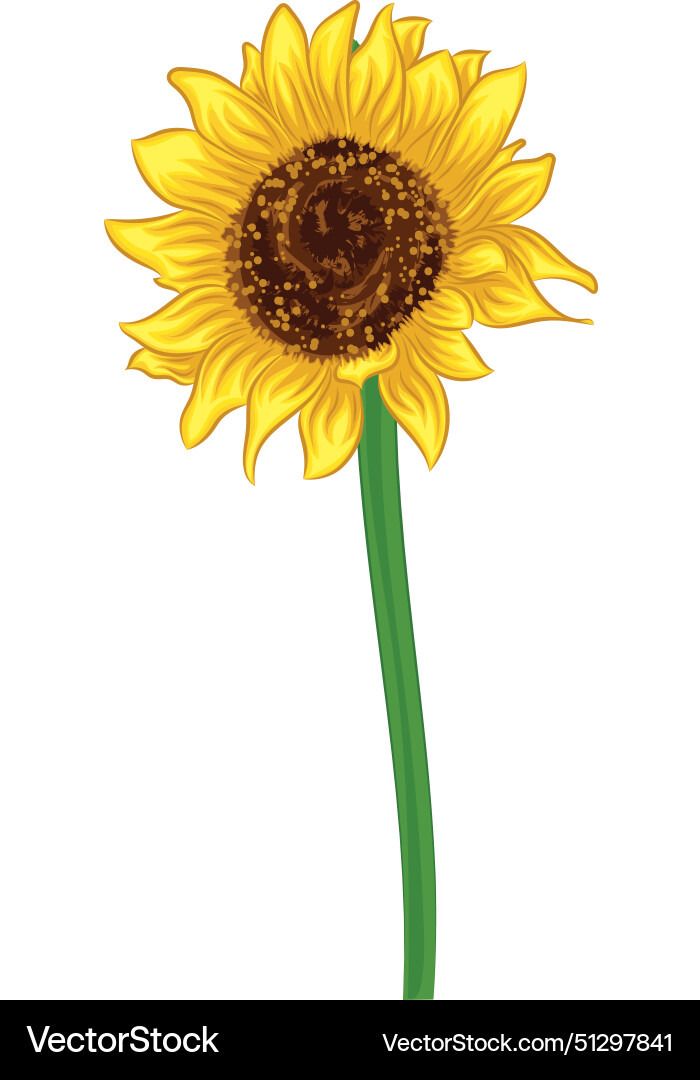 Realistic detailed sunflower Royalty Free Vector Image
