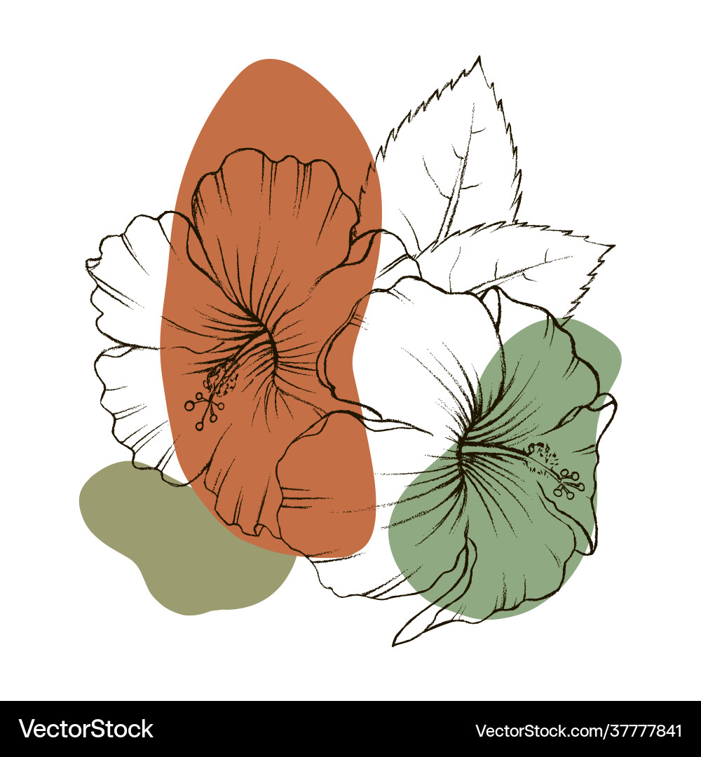 Tropical hibiscus flowers Royalty Free Vector Image