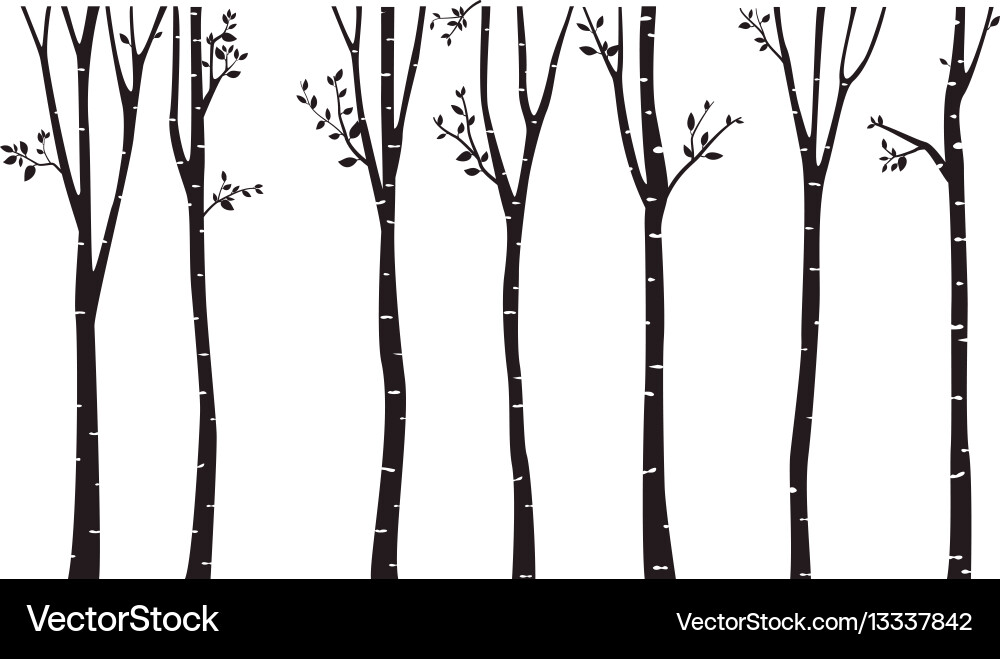 Birch Tree Silhouettes Royalty Free Vector Image