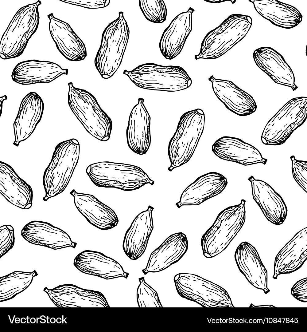 Cardamom hand drawn seamless pattern Royalty Free Vector