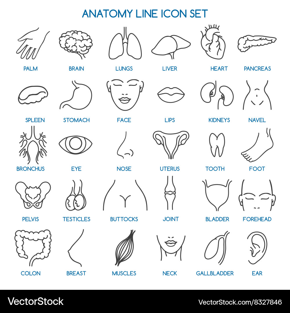 Anatomy line icons Royalty Free Vector Image - VectorStock