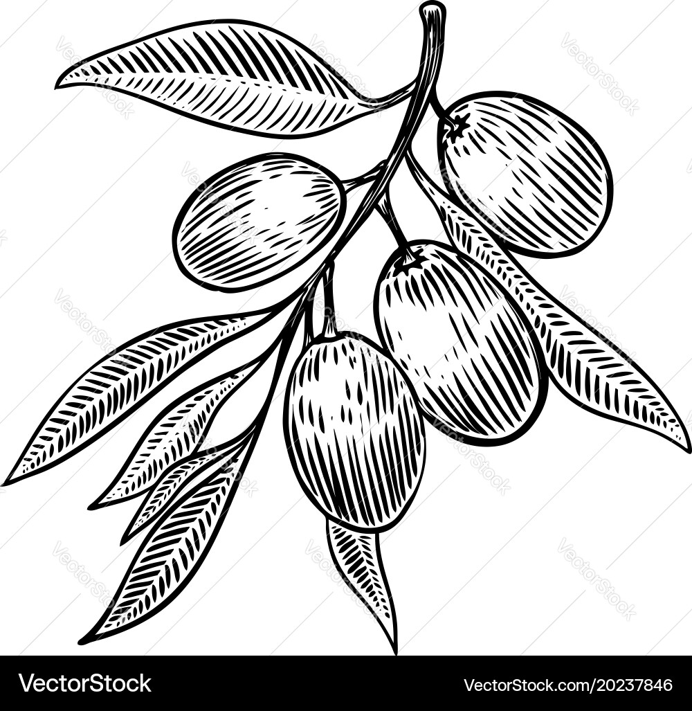 Olive brunch in engraving style design element Vector Image