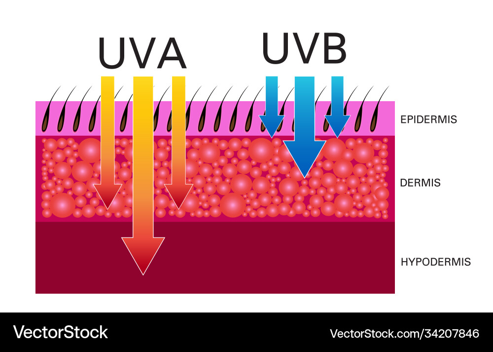Skin compare protect both uva and uvb Royalty Free Vector