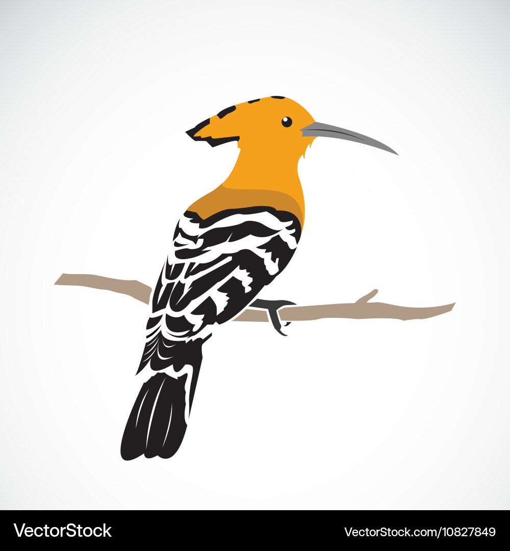 Hoopoe on white background eurasian upupa e Vector Image