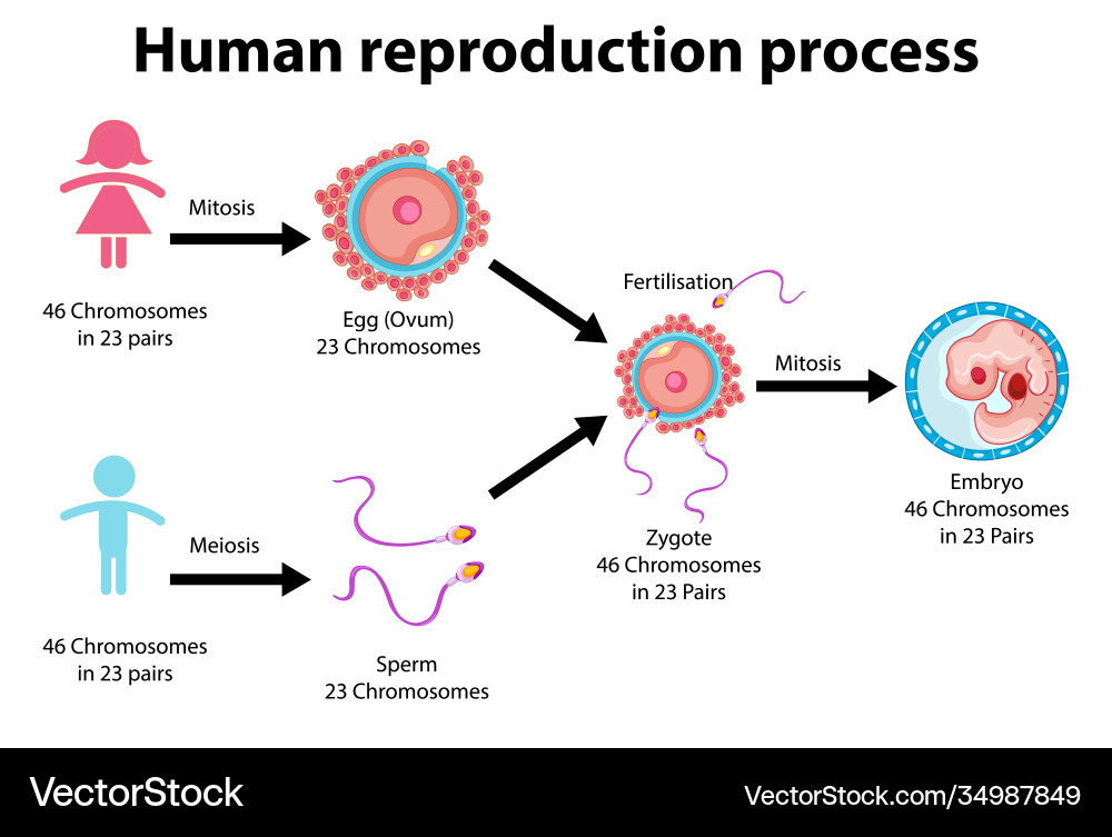 Reproduction process human infographic Royalty Free Vector