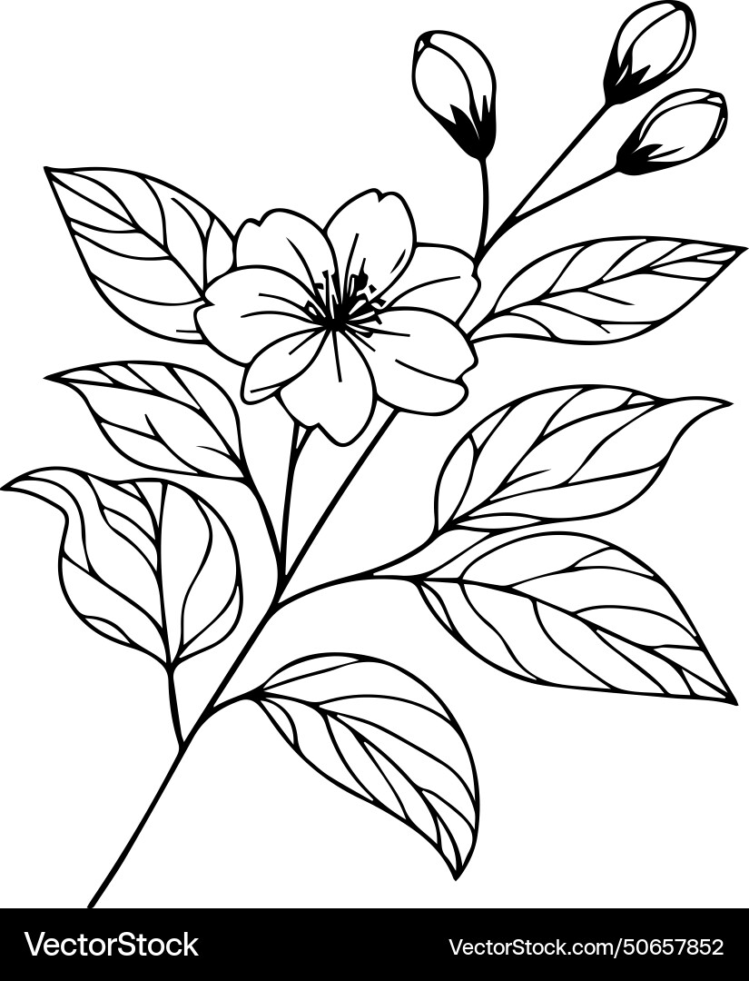 Easy jasmine flower sketch drawing Royalty Free Vector Image