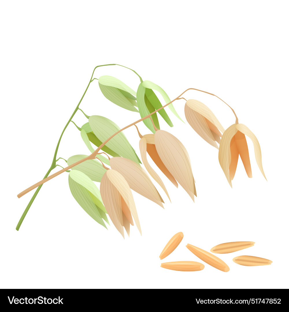 Oat plant with grain cereal seeds crop Royalty Free Vector