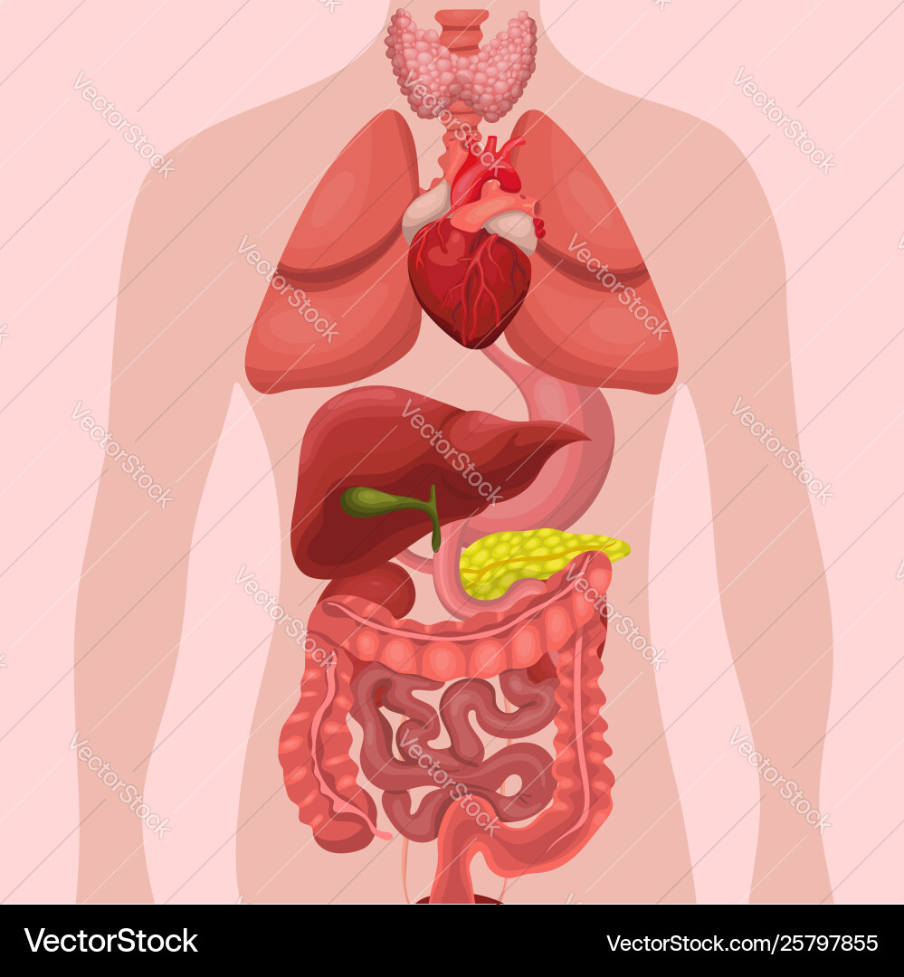 Human Anatomy: Internal Organs & Systems Vector Image