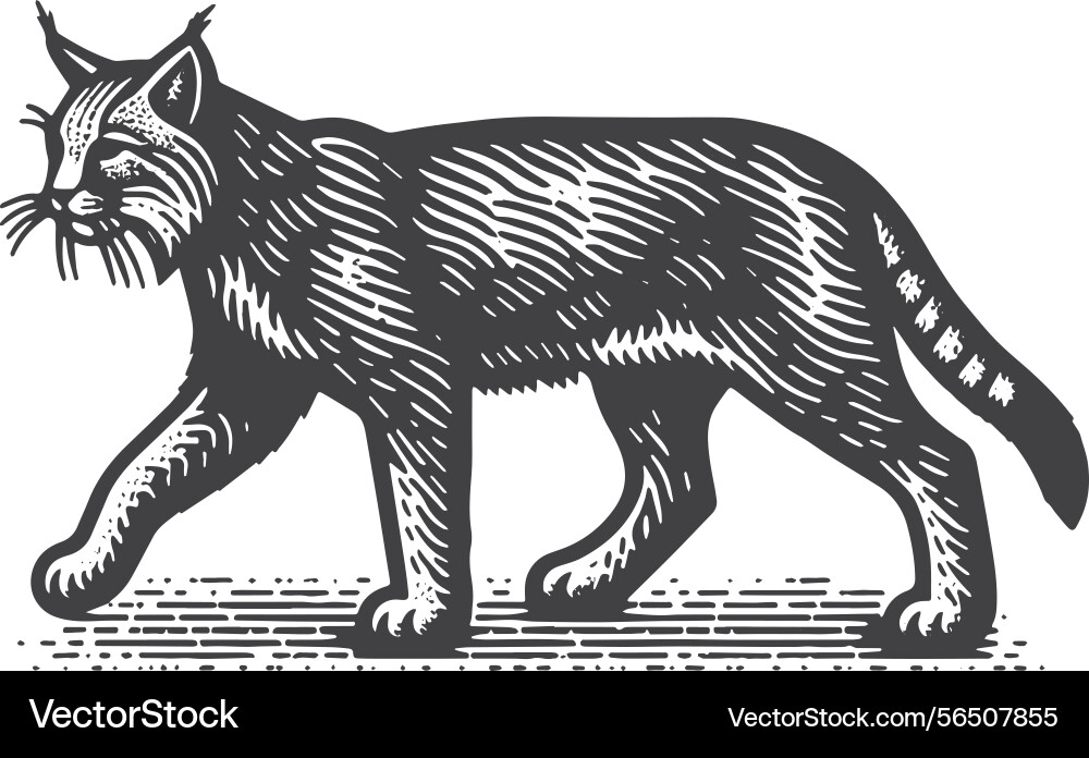Simple bobcat walking icon design vintage retro Vector Image