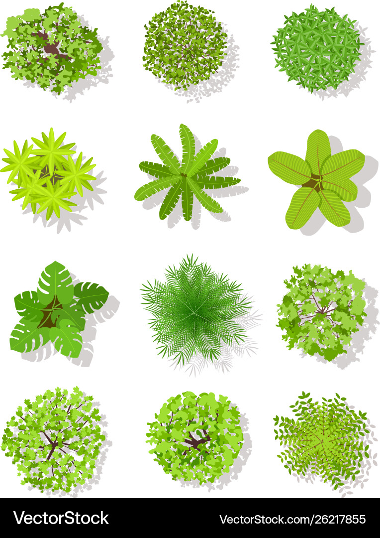 Top view tree landscape plan trees with leaves Vector Image