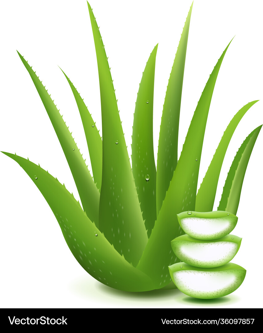 Fresh aloe vera sliced isolated Royalty Free Vector Image