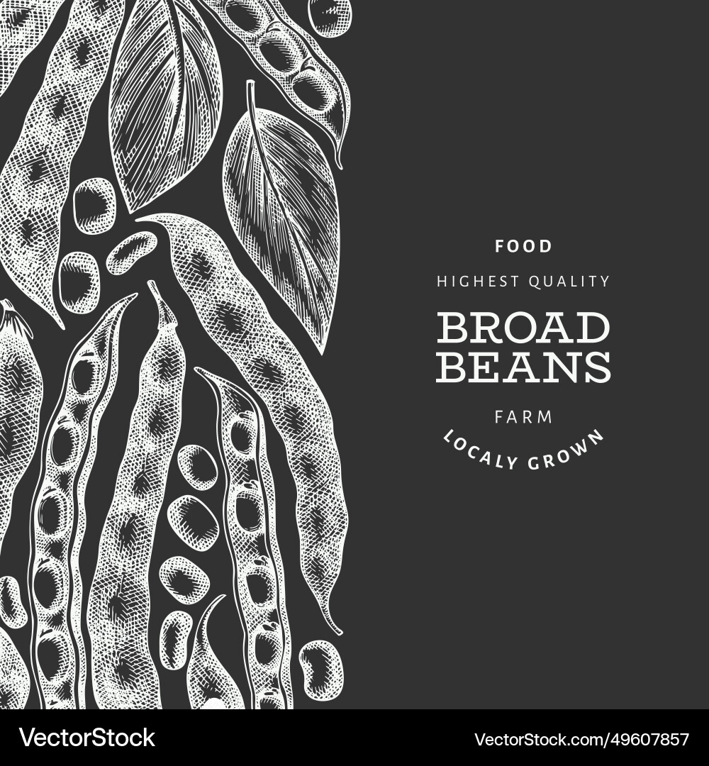 Hand drawn broad beans design template organic Vector Image