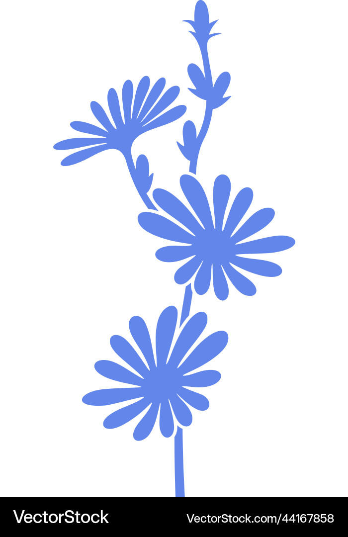 Chicory flower Royalty Free Vector Image - VectorStock