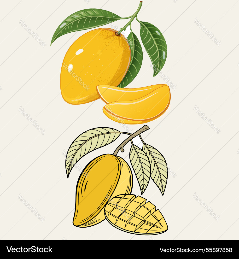 Realistic yellow mango Royalty Free Vector Image