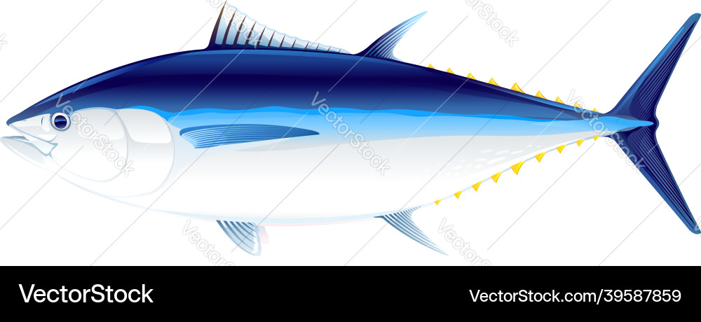 Atlantic Bluefin Tuna Royalty Free Vector Image