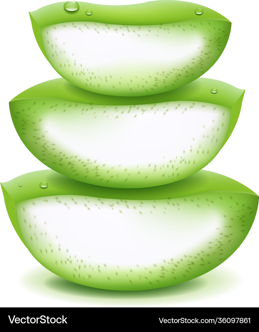 Fresh aloe vera sliced isolated on white Vector Image