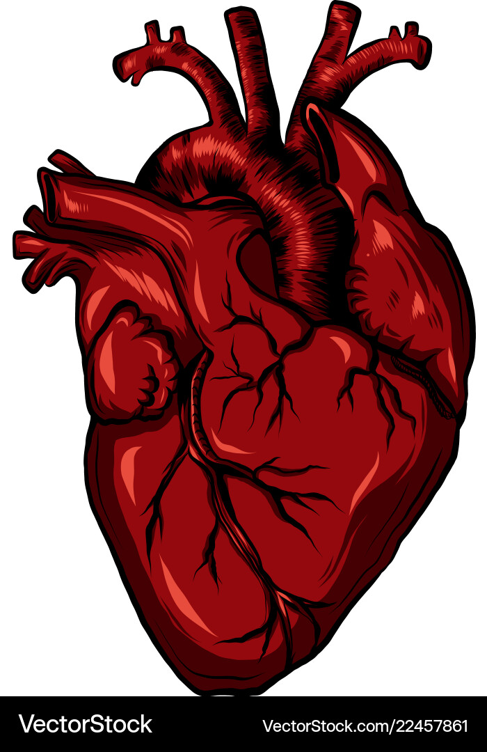 Real biology human heart red Royalty Free Vector Image